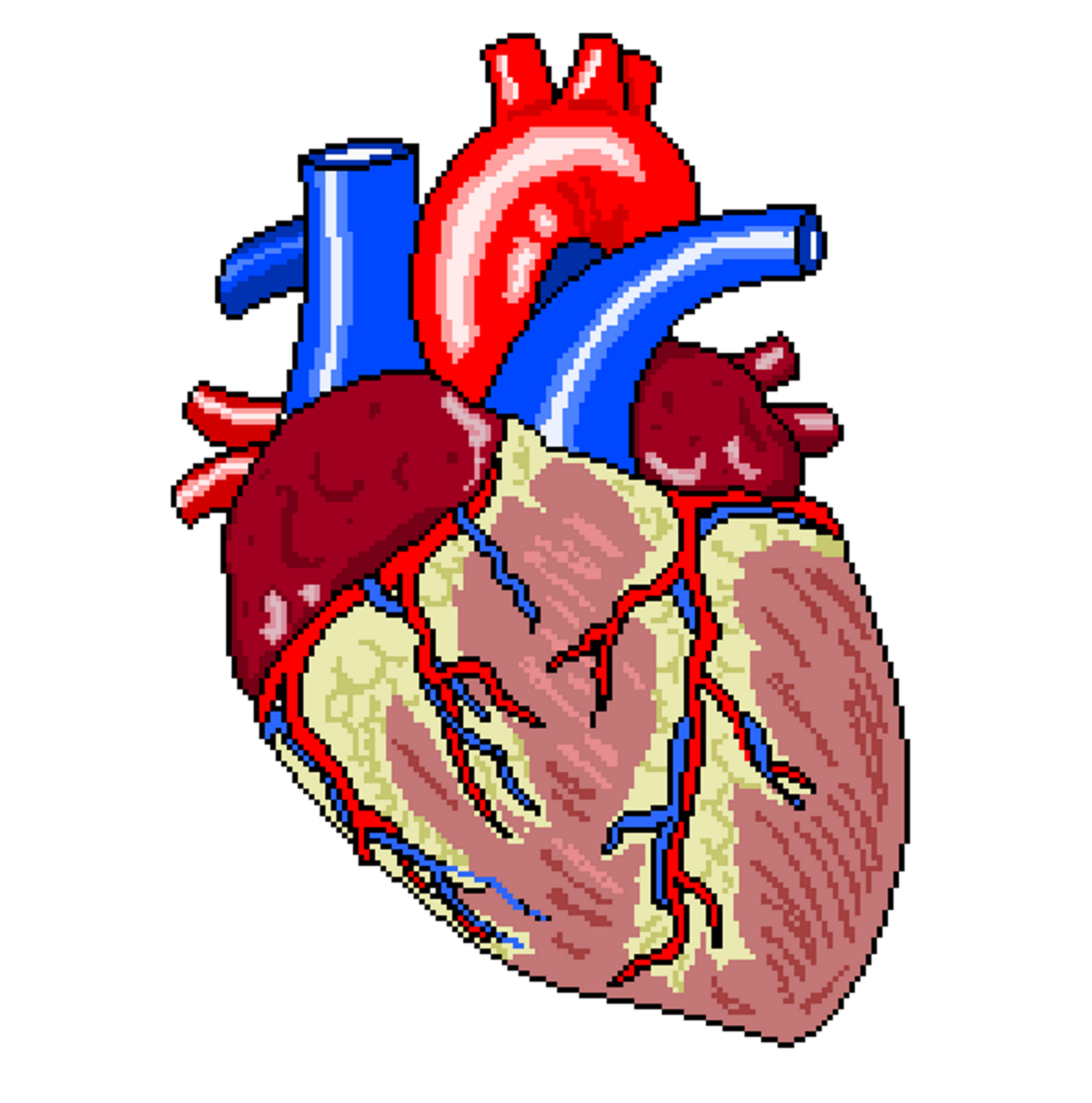 The Student Physiologist – Online Cardiology Resource