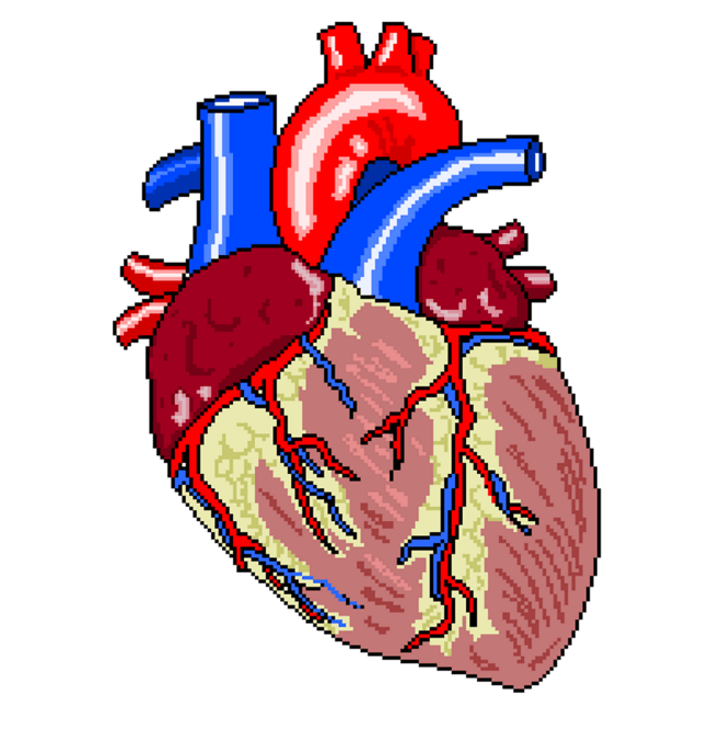The Student Physiologist – Online Cardiology Resource