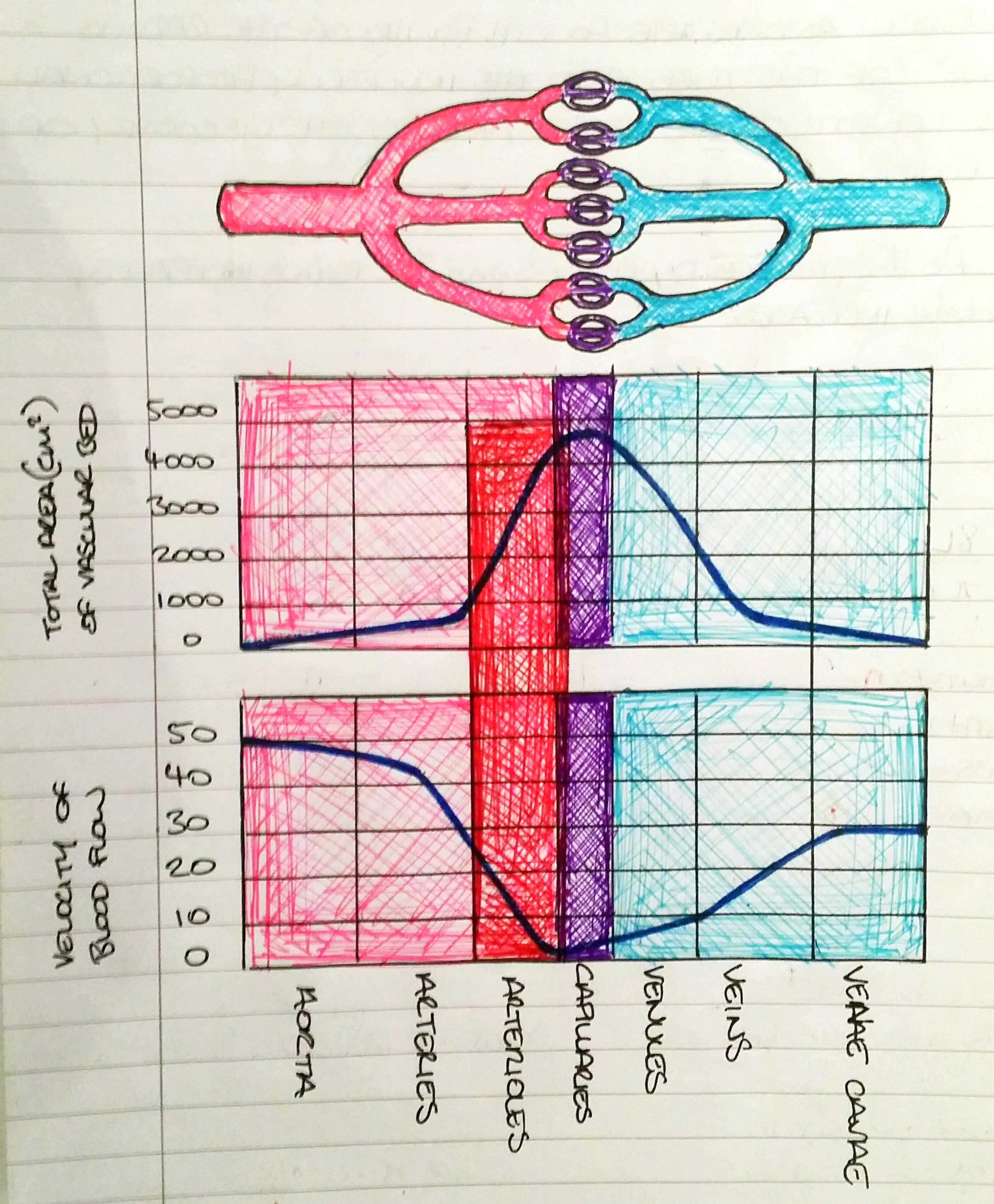 Blood Pressure And Measurement – The Student Physiologist