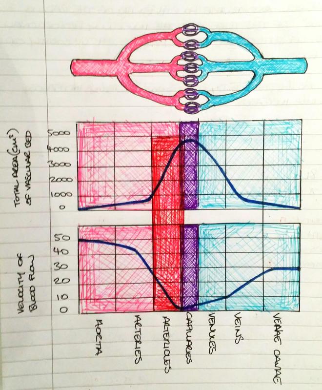 Blood Pressure And Measurement – The Student Physiologist