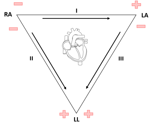 The ECG Leads, Polarity and Einthoven’s Triangle – The Student Physiologist