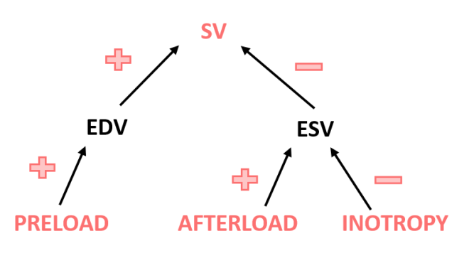 The Cardiac Cycle And Cardiac Output – The Student Physiologist