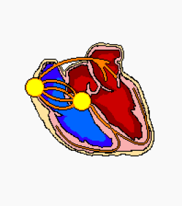 Determining Cardiac Axis – The Student Physiologist