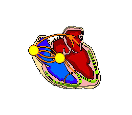 Bundle Branch Blocks – The Student Physiologist