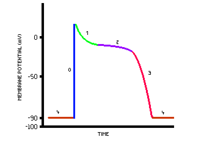Cardiac Action Potentials – The Student Physiologist