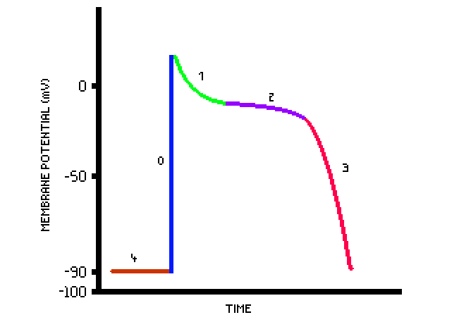 Cardiac Action Potentials – The Student Physiologist