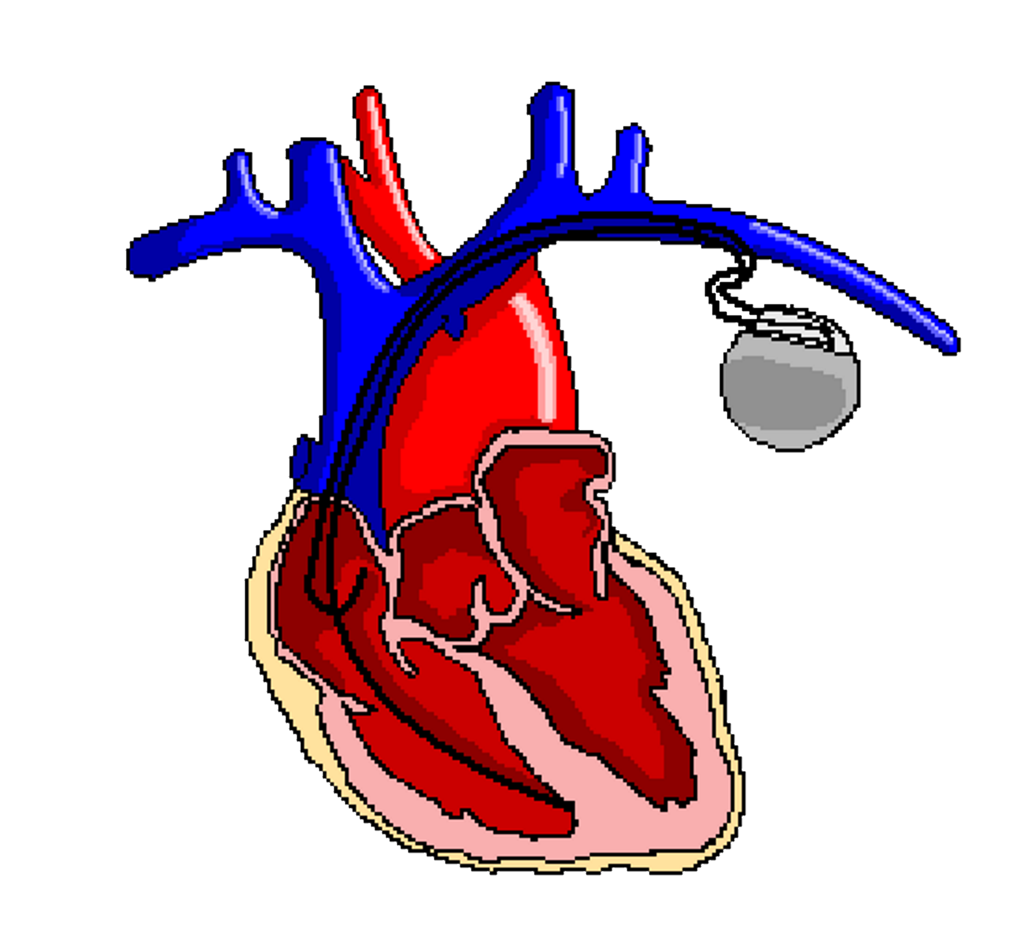 Pacemaker Components – The Student Physiologist