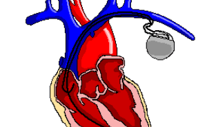 Pacemaker Components – The Student Physiologist