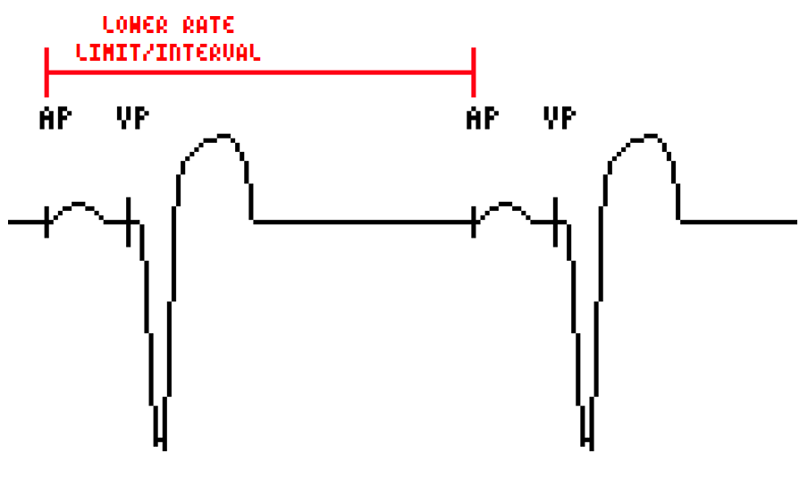 Timing Cycles – The Student Physiologist